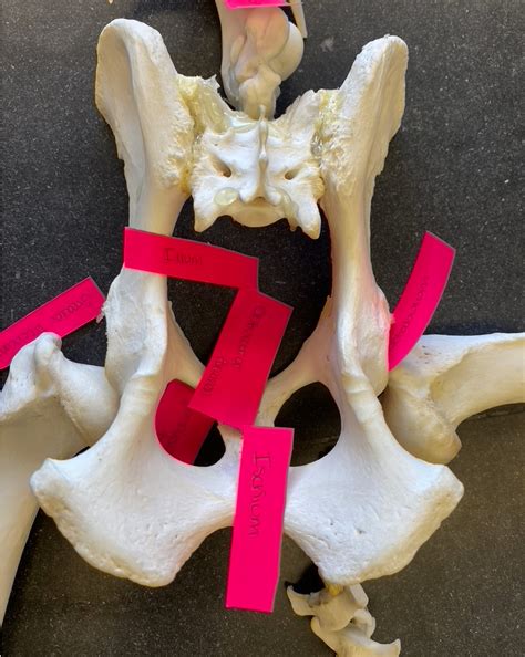 Bones Diagram Quizlet
