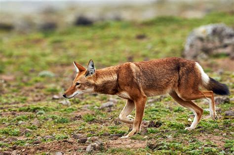 El Sorprendente Lobo Etíope Que Combina Caza Y Polinización