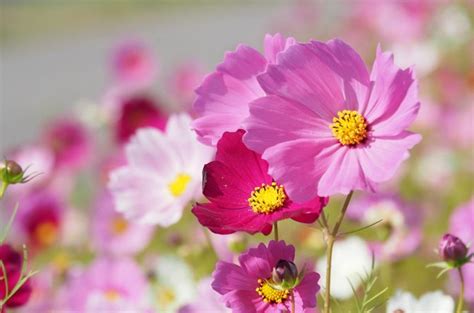 9月に咲く花ベスト5ガーデニングにおすすめの花と育て方