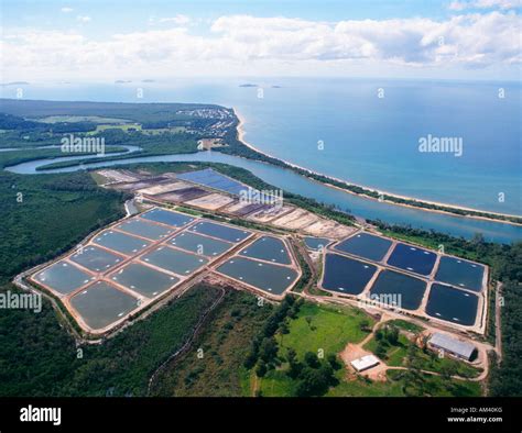 Commercial Hydroponic Aquaculture Fish Farming