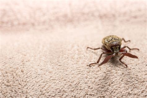 Quel Est Ce Petit Insecte Marron Présent Dans La Maison