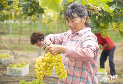 “甜蜜产业”为乡村添彩中国江苏网