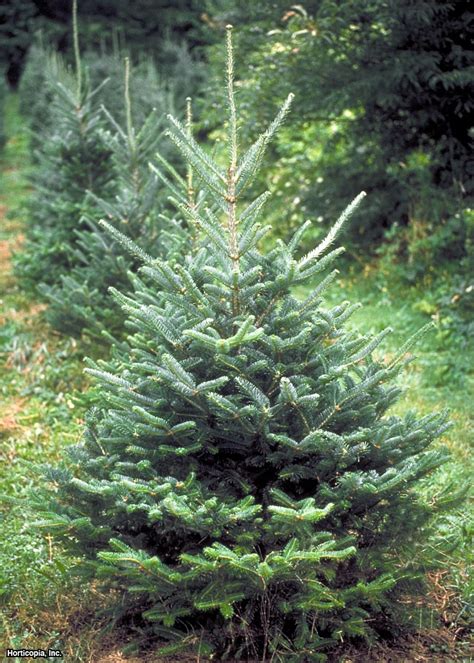 Real Christmas Tree Pros And Cons Everything You Need To Know