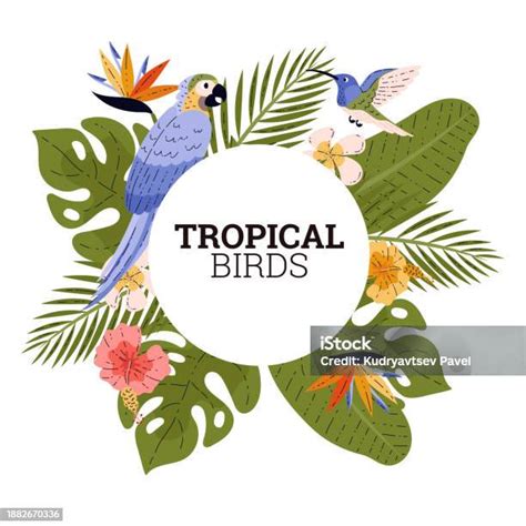 열대 이국적인 조류 에서 프레임 또는 라벨 디자인 벡터 일러스트 레이 션 절연 아마존 열대우림에 대한 스톡 벡터 아트 및 기타