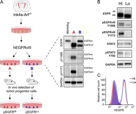 Generation Of Murine Tumor Cells With Divergent Egfrviii Activity A