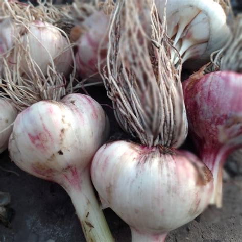 Чеснок купить в Киселевске цена 500 руб дата размещения 03 08 2024 Сад и огород