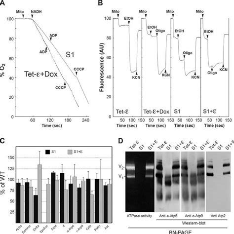 A block in ATP synthase subunit ε expression is rapidly followed by F Download Scientific