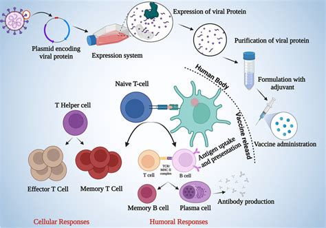 Plasmid Encoded With Viral Protein Formulated With Adjuvant Was