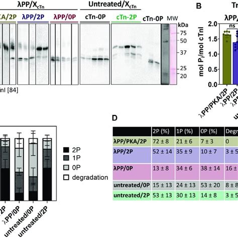 Modulation Of Cardiac Troponin I Phosphorylation In Ventricular Download Scientific Diagram