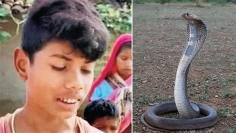 8 წლის ინდოელმა ბიჭმა კობრას უკბინა და მოკლა