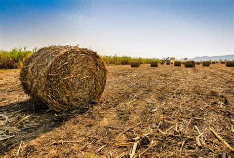 Sugarcane Harvesting In Thailand Stock Image Image Of Field Load 113533063