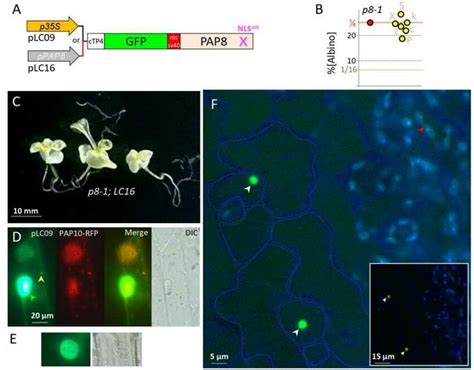 Sv40 Nls Fused To Pap8 Provides A Robust Nuclear Epidermal Marker A