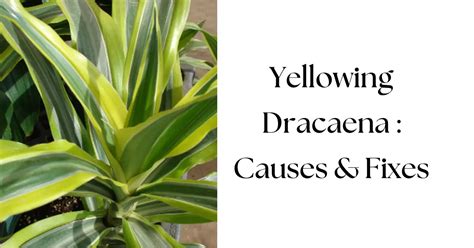 Dracaena Leaves Turning Yellow Find Out Why And Fix It