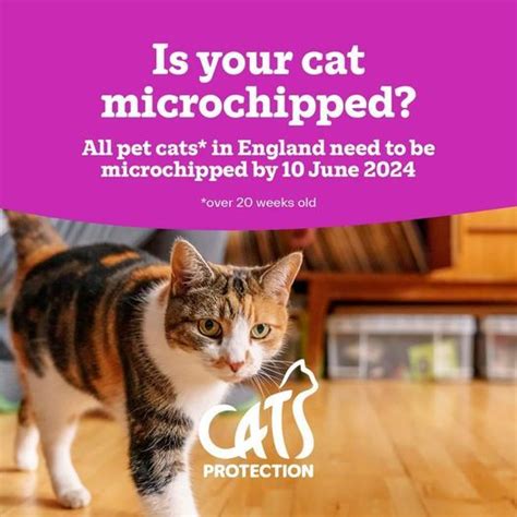 How To Be Microchipped In England The Cat Butler® Posted On The Topic