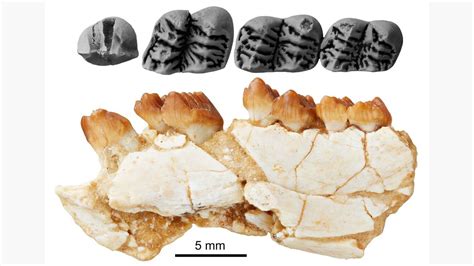 Teeth And Jaw Fossils Offer Glimpse Into Nts Ancient Animal Kingdom