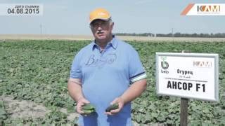 Огурец Анзор: отзывы, описание сорта, фото, видео, отзывы ...