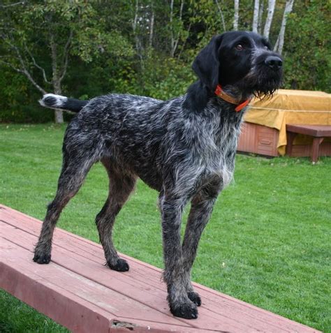 German Wirehaired Pointer ~ Classic Look ~ Three Devils Kennel German German Wirehaired Pointer ~ Classic Look ~ Three Devils Kennel German