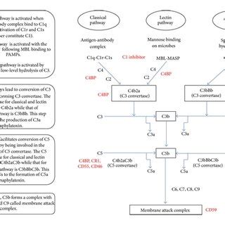 The Complement System Complement Regulators Are Indicated In Red MBL Download Scientific