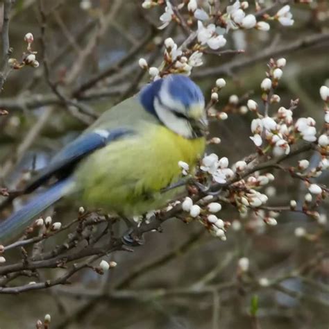 Mardini Masked Auto Regressive Diffusion For Video Generation At Scale