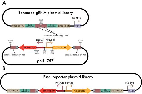 Primer Design For Plasmid Sequencing At Kara Torres Blog