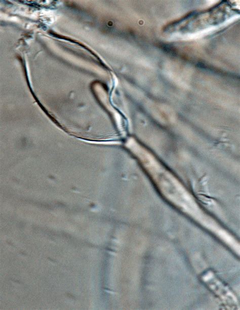 Phytophthora Inundata In Progress Abad Et Al 2023b Idphy
