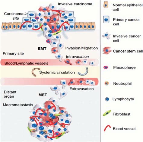 The Epithelial Mesenchymal Transition Emt Enables Primary Cancer