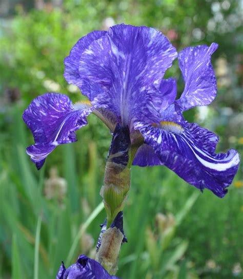 How To Grow Bearded Iris Tanaya Roses