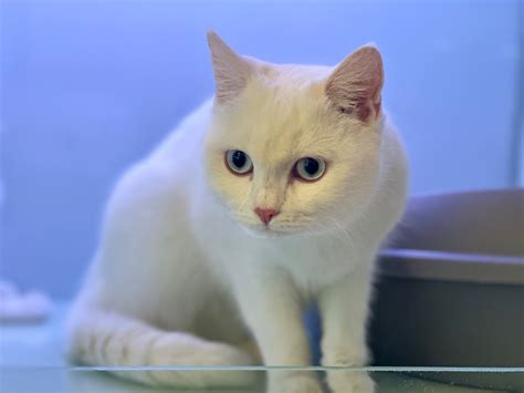 브리티쉬숏헤어 구름이 샴분양가격 셀커크렉스분양가격 스코티쉬폴드분양가격 스핑크스분양가격 아메리칸숏헤어분양가격 아메리칸컬분양가격 아비시니안분양가격 엑조틱분양가격 터키시앙고라분양