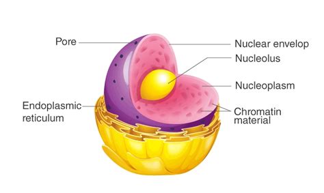 Ultrastructure Of Nucleus