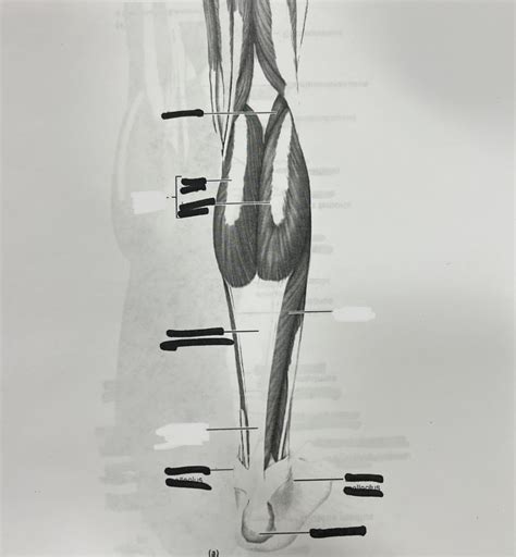 Muscles Diagram Quizlet