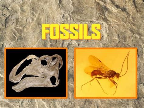 Fossils Ppt