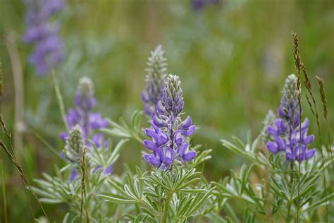 Lupine Flowers Plants Blue Free Photo On Pixabay