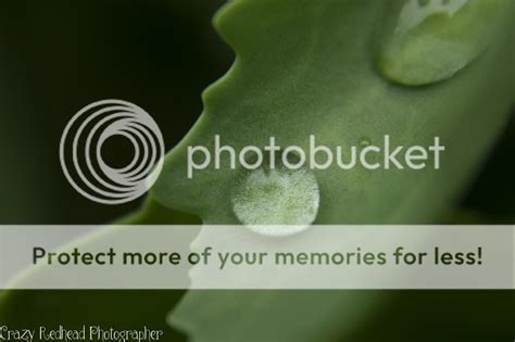 The Crazy Redhead Photographer