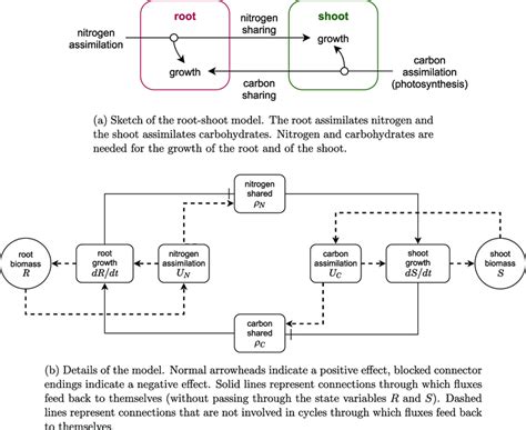 The Root Shoot Model Download Scientific Diagram