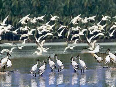 Kumarakom Bird Sanctuary Kerala India Travel Blog
