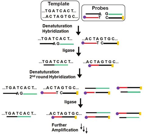 What Amplifies Dna At Jared White Blog