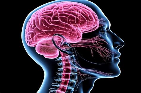 Cognitive Flexibility Prefrontal Cortex And Cognitive Reserve Glowing