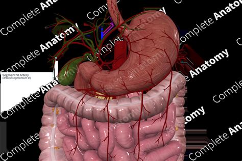 Segment Vi Artery Complete Anatomy