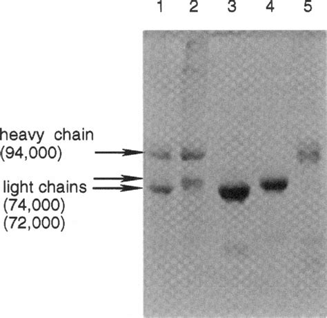 Figure 1 From Roles Of Factor Va Heavy And Light Chains In Protein And