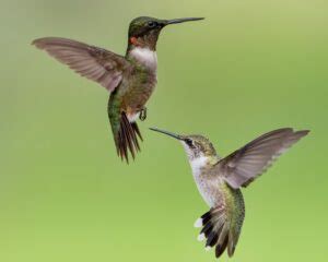 Meet The Ruby Throated Hummingbird Photos Facts