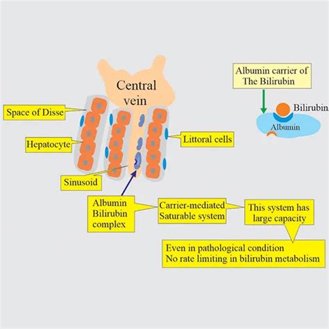 Book Bilirubin Total Direct And Indirect Test Price In Delhi Ganesh Diagnostic