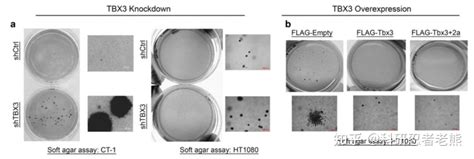 细胞表型之Colony formation assay 克隆形成实验指南 知乎