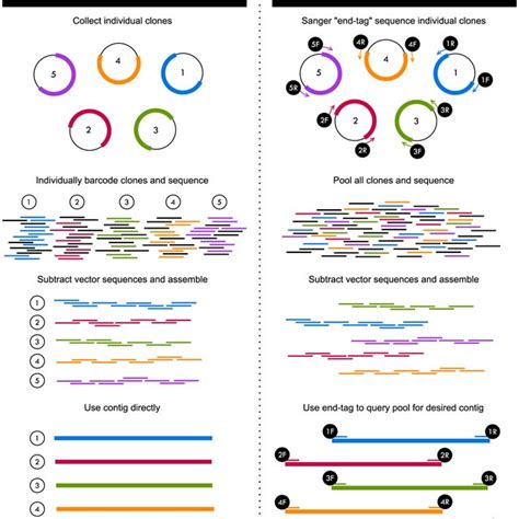Overview Of The Two Sequencing Methods Used In This Study For Download Scientific Diagram
