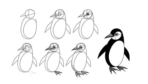 Steps To Draw A Realistic Penguin