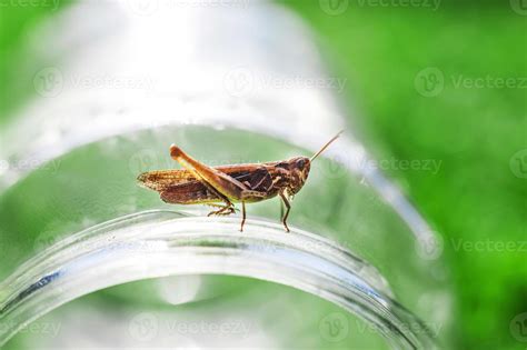 A Grasshopper On A Green Grass Background Close A Grasshopper Sits On A Glass Jar 20727503