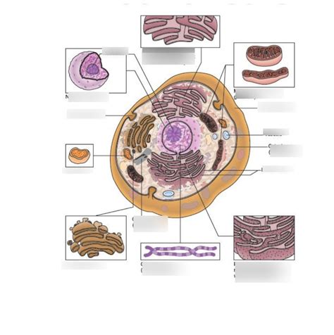 Cell Label Diagram Quizlet Cell Label Diagram Quizlet