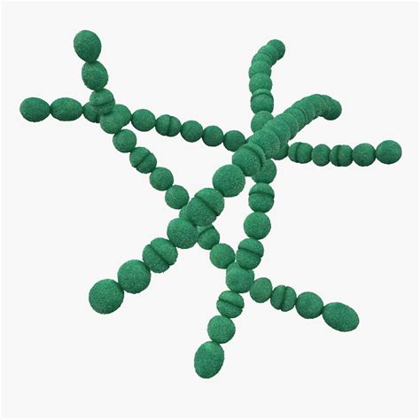 Streptococcus 3d Models Download Free3d