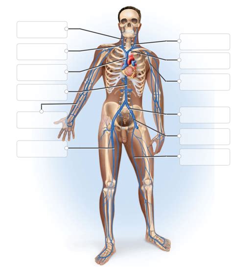 Major Systemic Veins Diagram Quizlet