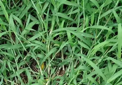 马唐草图片尼奥马唐草图片杂草马唐草图片牛筋草大山谷图库