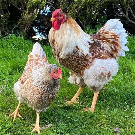 Top 11 Yellow Chicken Breeds With Pictures